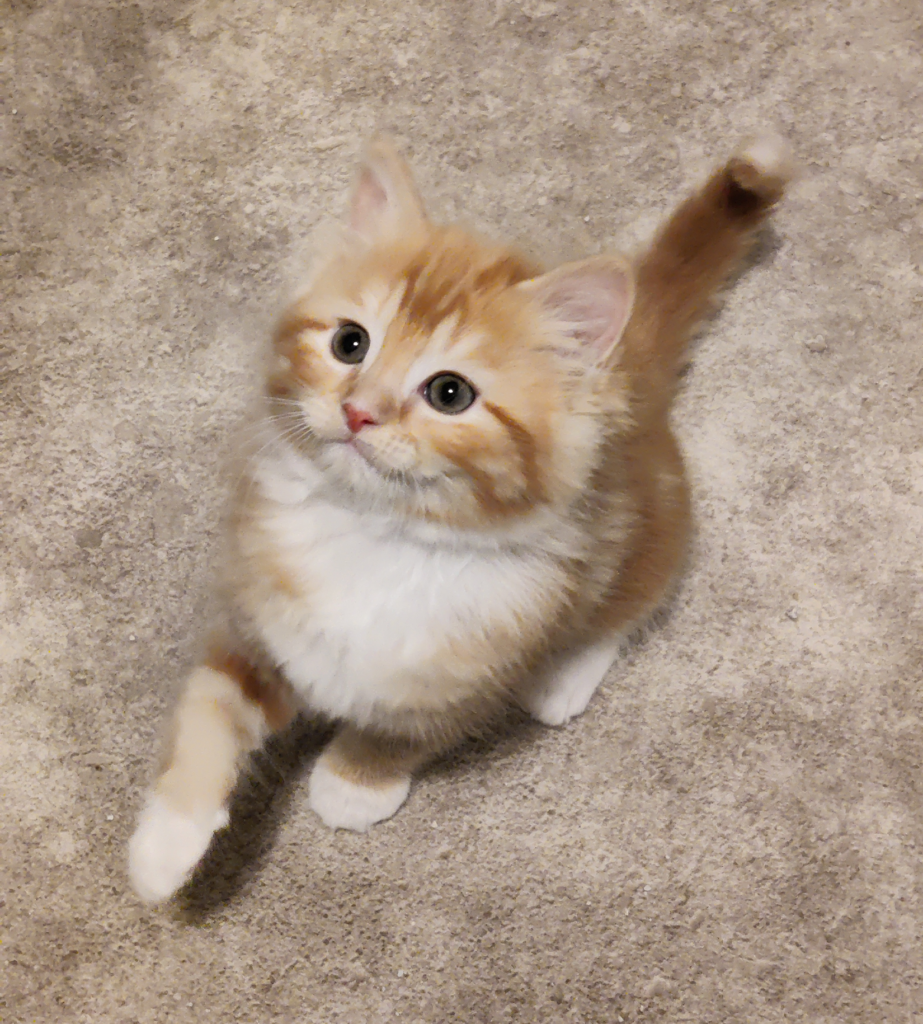 Available Kittens For Sale!